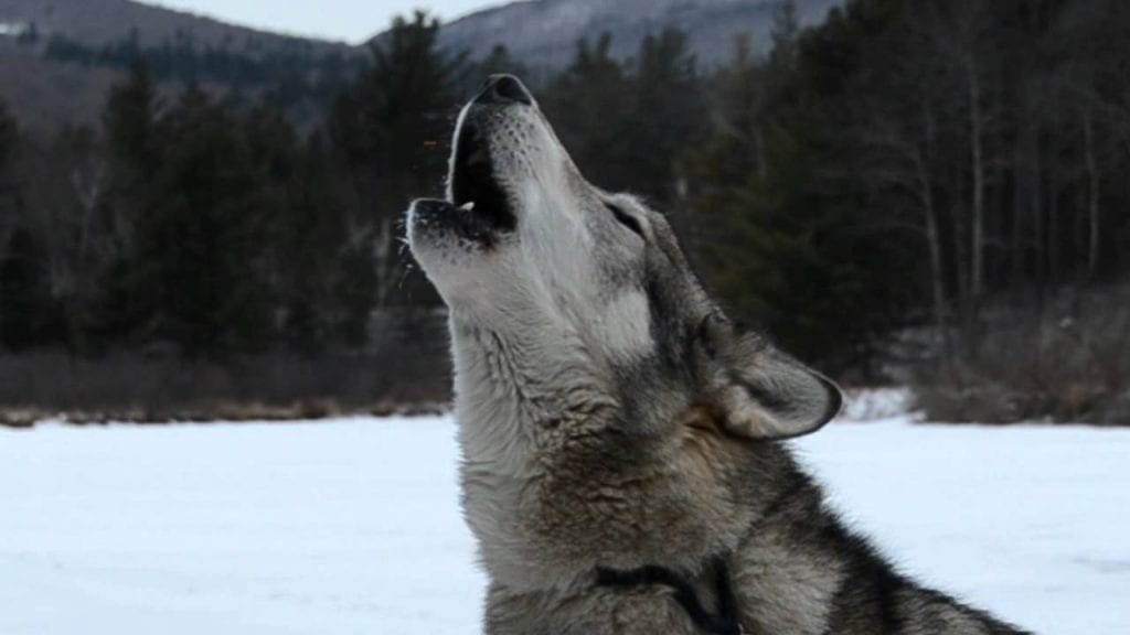 Wolves in the Adirondacks | Visit Sacandaga